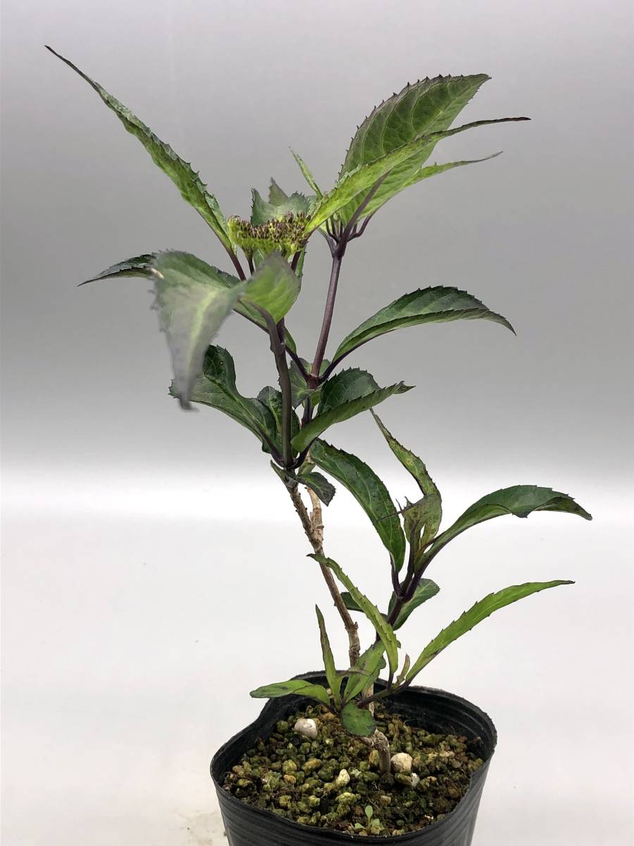 Yahoo!オークション - 0514-33 ヤマアジサイ‘黒竜‘【烏葉】 レアプラ...