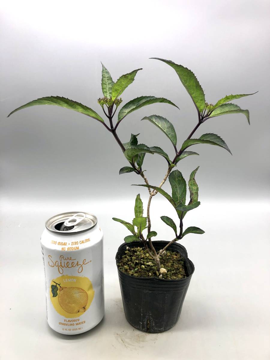 Yahoo!オークション - 0514-33 ヤマアジサイ‘黒竜‘【烏葉】 レアプラ...