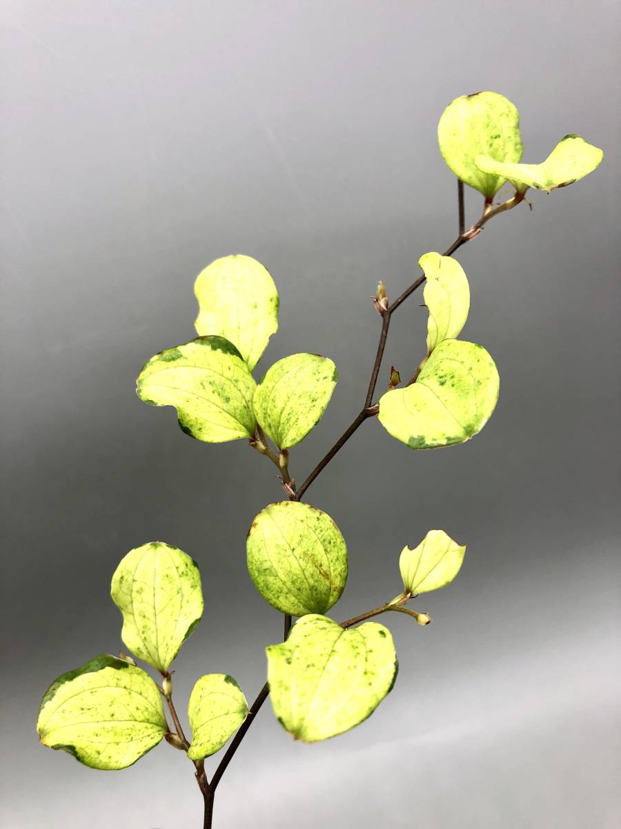 Yahoo!オークション - 0514-62 サルトリイバラ 【黄散斑・雌雄不明】