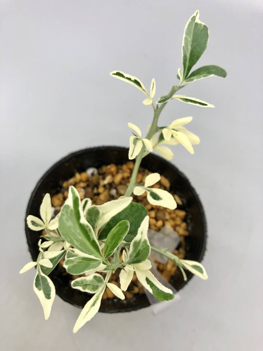 Yahoo!オークション - 0514-68 カラタチ 【斑入り】 レアプランツ/珍し...