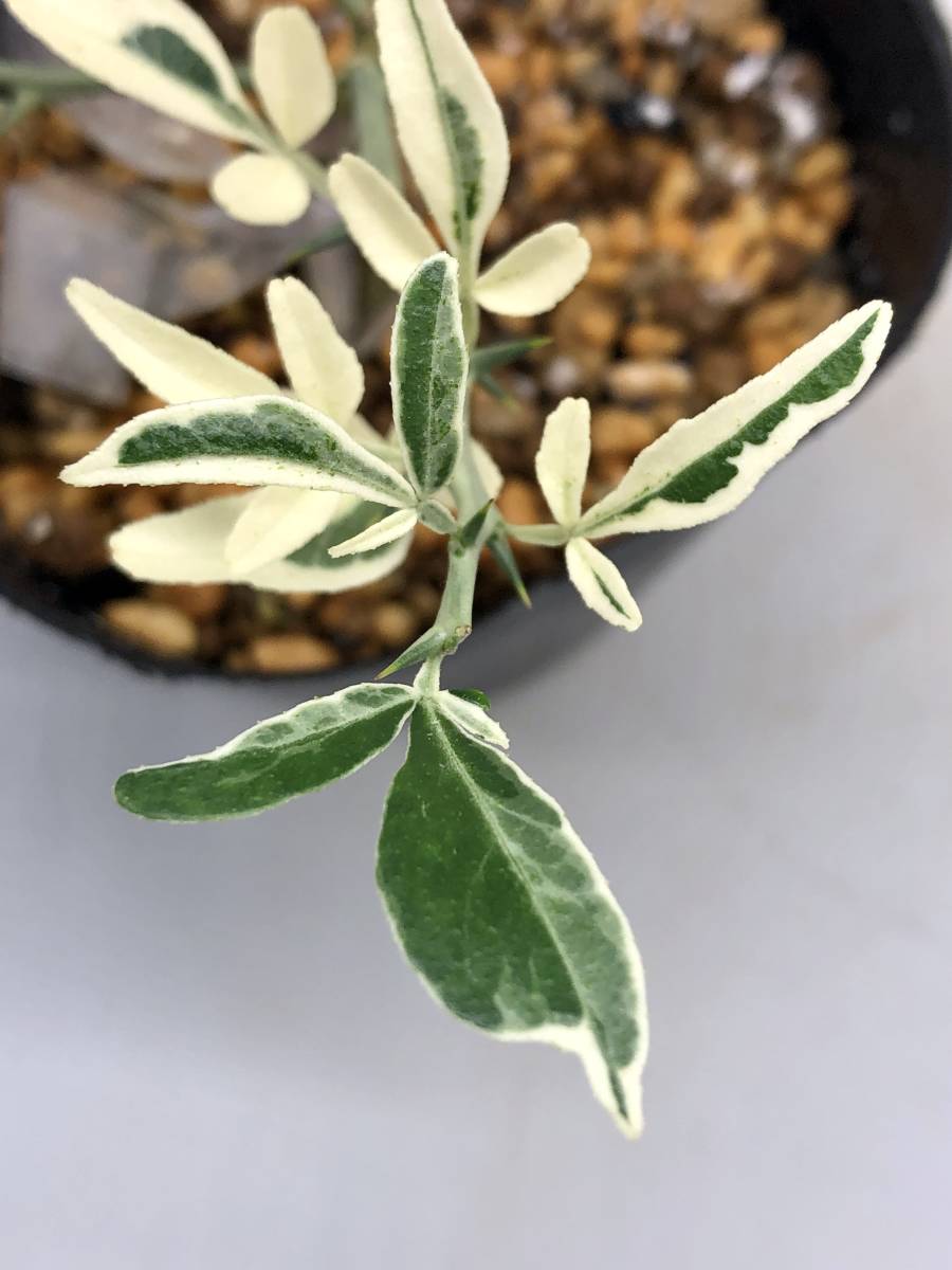 Yahoo!オークション - 0514-68 カラタチ 【斑入り】 レアプランツ/珍し...