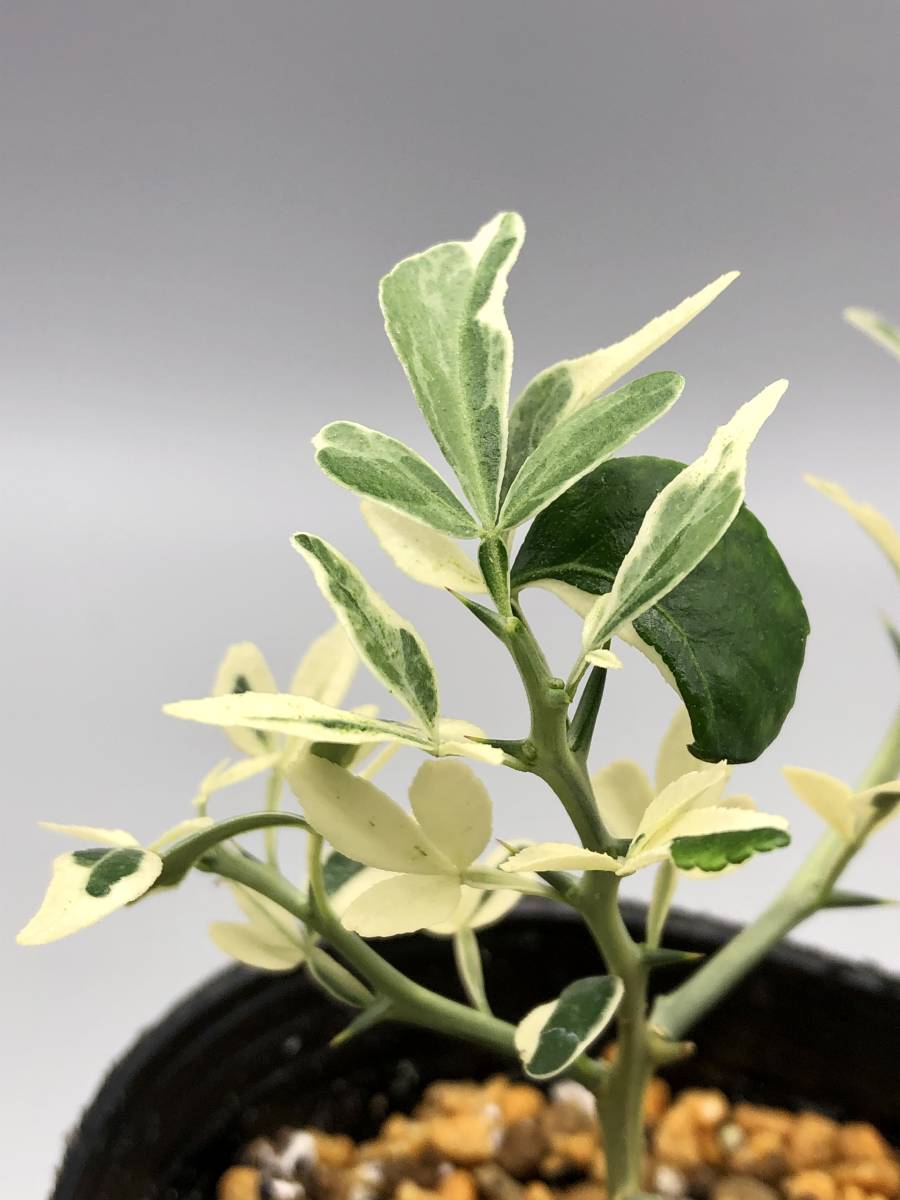 Yahoo!オークション - 0514-68 カラタチ 【斑入り】 レアプランツ/珍し...