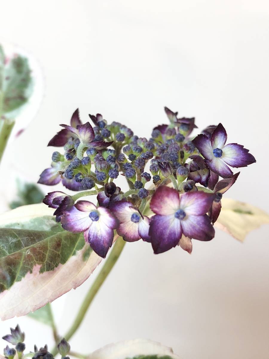 Yahoo!オークション - 0514-75 ヤマアジサイ ‘御殿場錦‘ レアプラン...