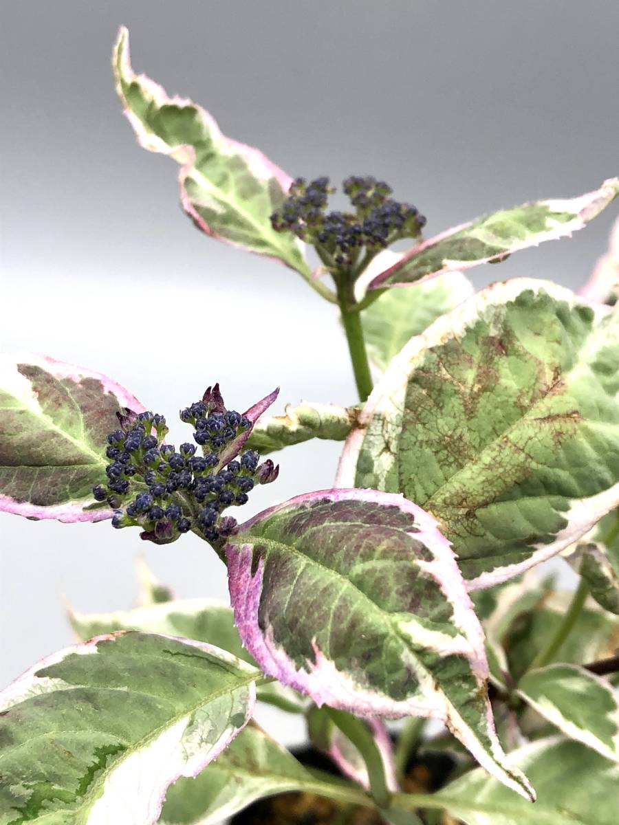 Yahoo!オークション - 0514-75 ヤマアジサイ ‘御殿場錦‘ レアプラン...