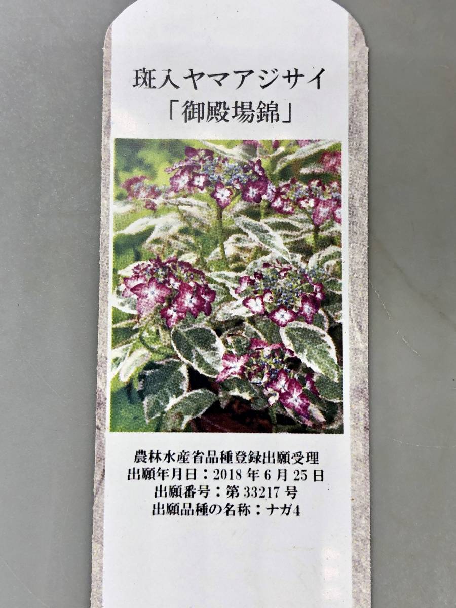 Yahoo!オークション - 0514-75 ヤマアジサイ ‘御殿場錦‘ レアプラン...