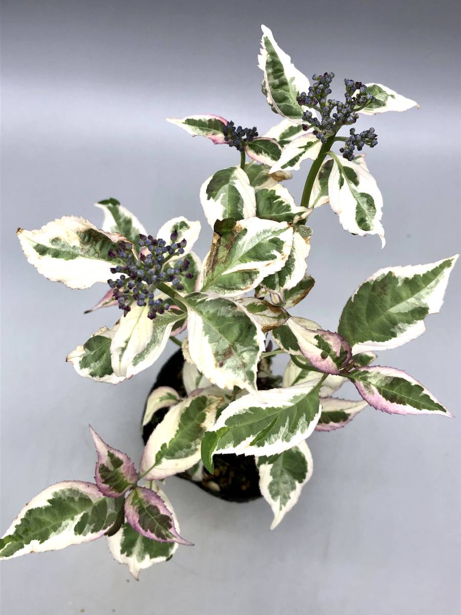 Yahoo!オークション - 0514-76 ヤマアジサイ ‘御殿場錦‘ レアプランツ/...