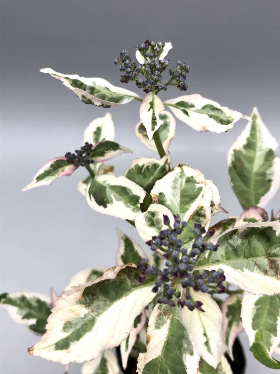 Yahoo!オークション - 0514-76 ヤマアジサイ ‘御殿場錦‘ レアプランツ/...