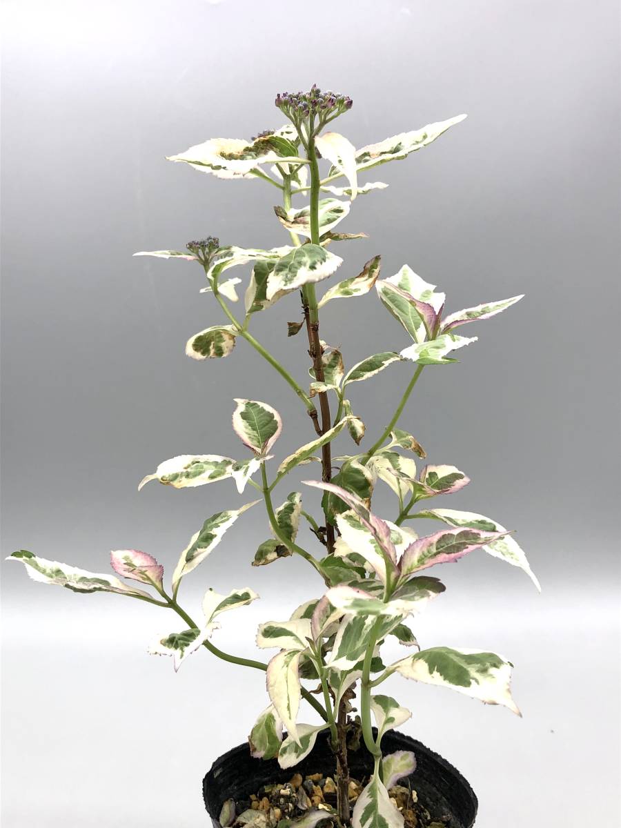 Yahoo!オークション - 0514-76 ヤマアジサイ ‘御殿場錦‘ レアプランツ/...