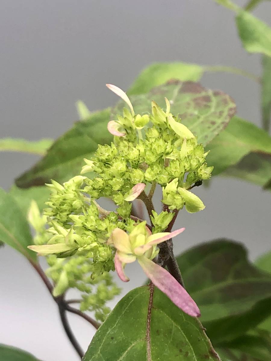 Yahoo!オークション - 0521-06 ヤマアジサイ‘乙女の舞‘ レアプランツ...