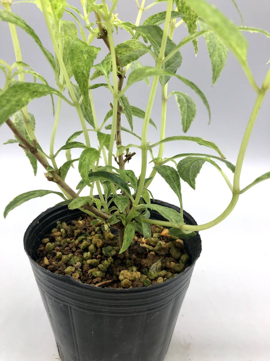 Yahoo!オークション - 0521-74 アマギアマチャ 【白黄砂子斑】 レアプ...