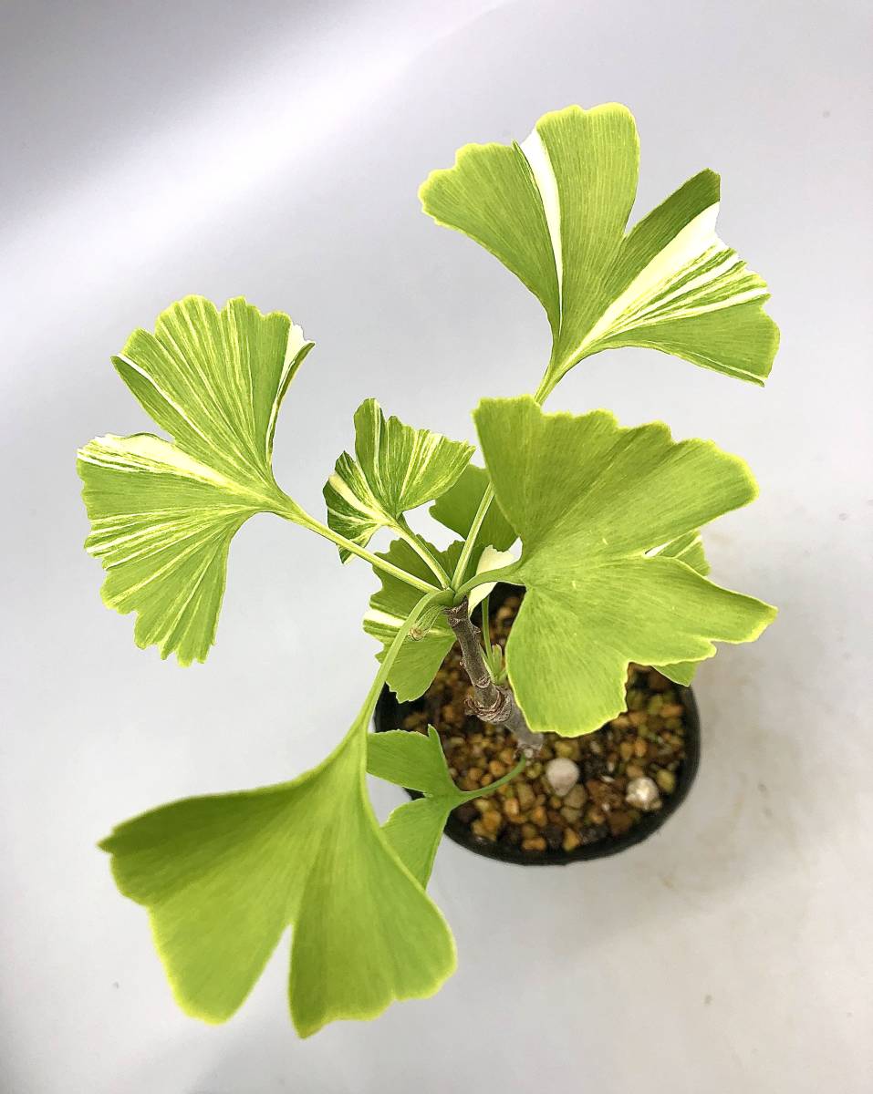 Yahoo!オークション - 0514-43 イチョウ‘舞扇3号‘【斑入り・挿木】