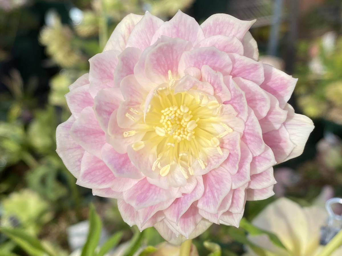 クリスマスローズ GW82 DD ホワイトゴールド_レイオンボーhyb × GW111 DD ソレイユ 種5粒(その他)｜売買されたオークション情報、yahooの商品情報をアーカイブ公開 ...