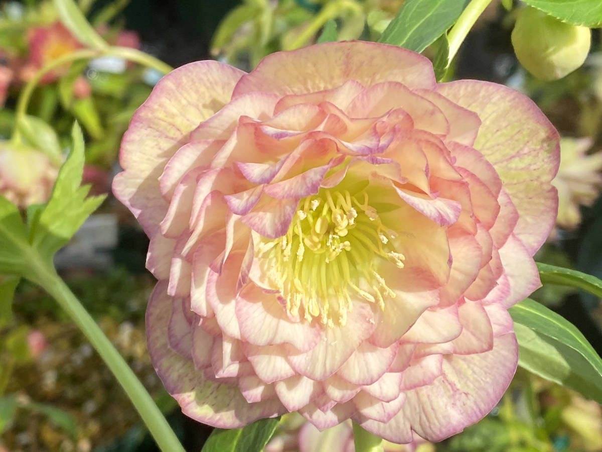 Yahoo!オークション - クリスマスローズ 146 DD クレオパトラhyb × 21...