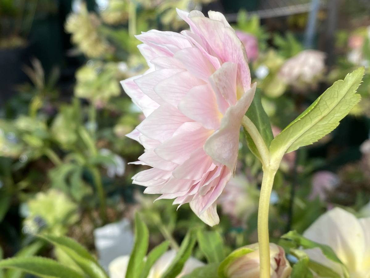 Yahoo!オークション - クリスマスローズ GW82 DD ホワイトゴールド_レ...