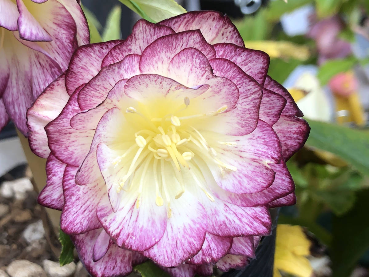 Yahoo!オークション - クリスマスローズ GW82 DD ホワイトゴールド_レ...