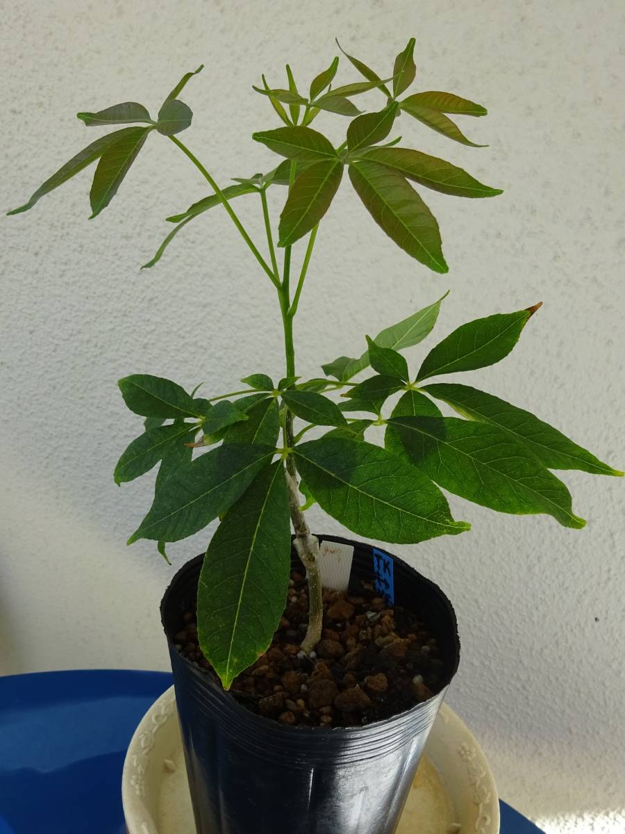 Yahoo!オークション - ホワイトサポテ キャンディ接ぎ木苗