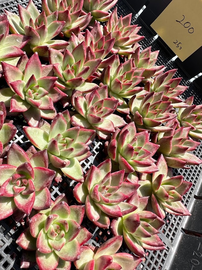 Yahoo!オークション - 0418-H-T0313-200 ロカ25個 多肉植物エケベリア...