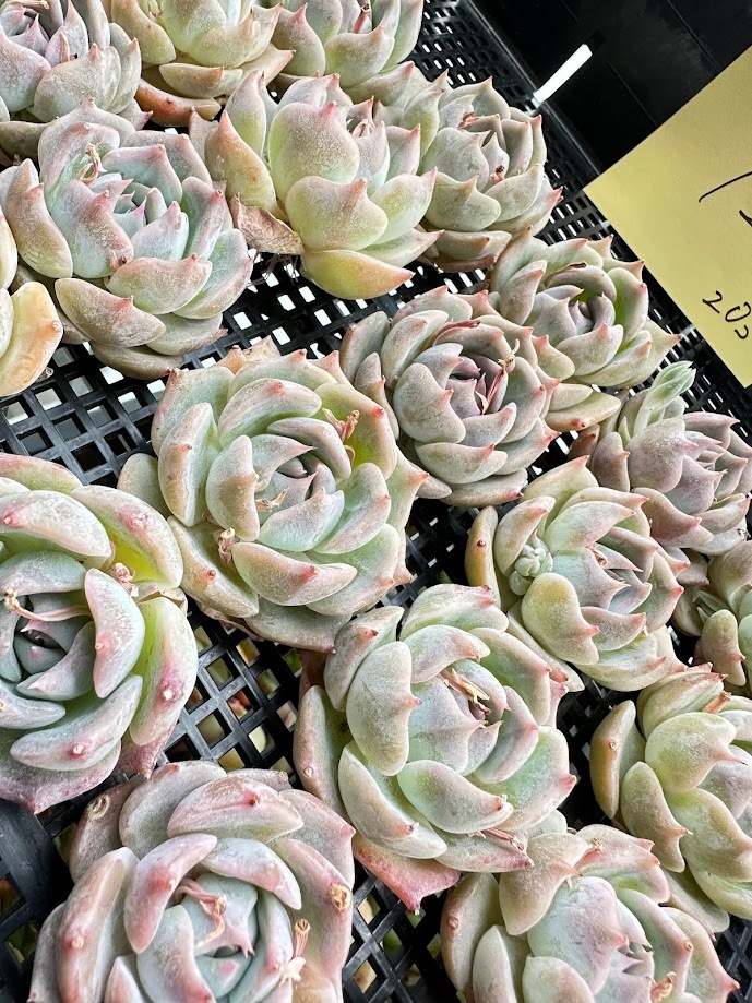 0509-H-0335-126 ラブリーハート20個 多肉植物エケベリア韓国苗(サボテン)｜売買されたオークション情報、yahooの商品情報をアーカイブ公開 - オークファン（aucfan.com）