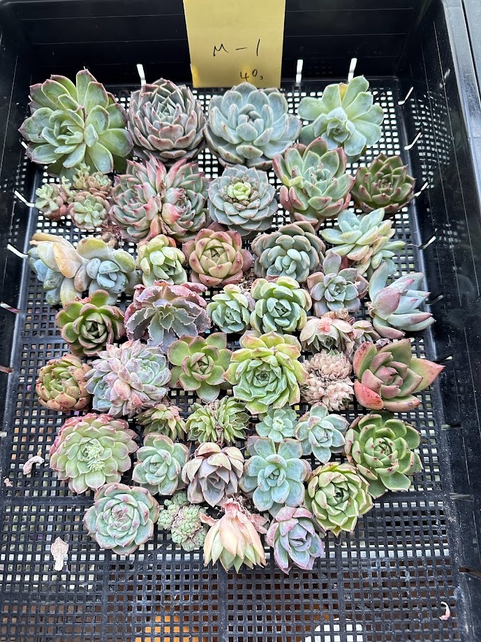 Yahoo!オークション - 0509-MIX-1 エケベリアミックス40個 多肉植物エ...