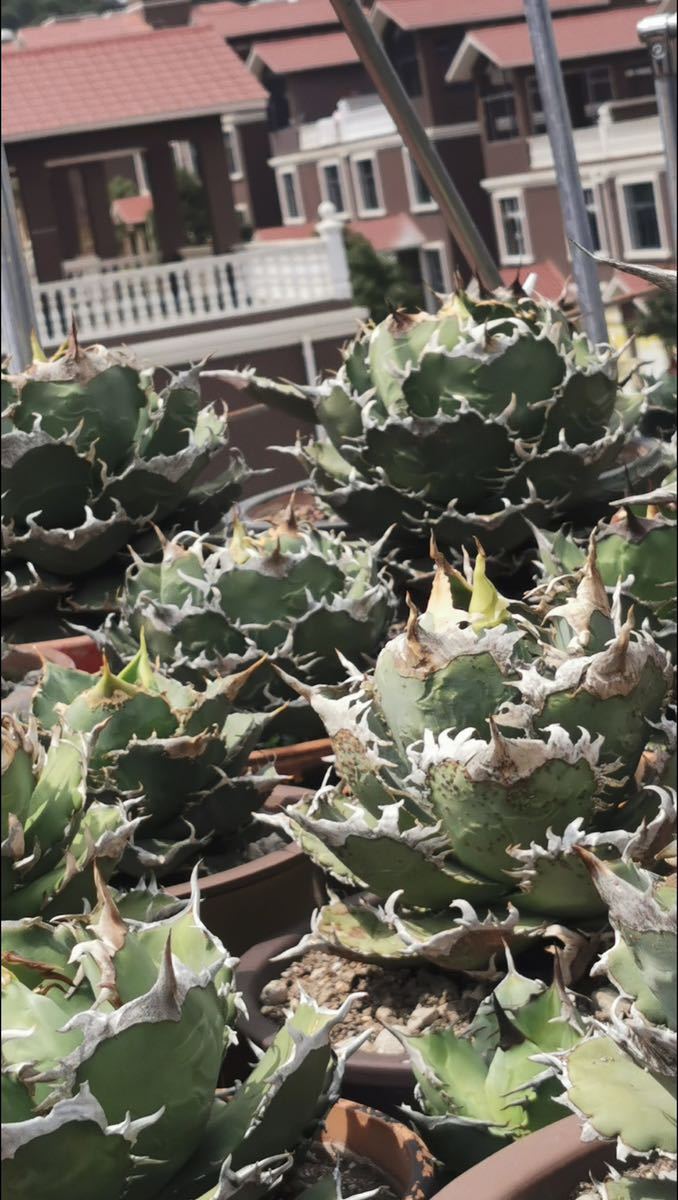 多肉植物 アガベ チタノタ FOー076珍しい子株【千手観音】発根済み 多肉植物 アガベ チタノタ FOー076珍しい子株【千手観音】発根済み