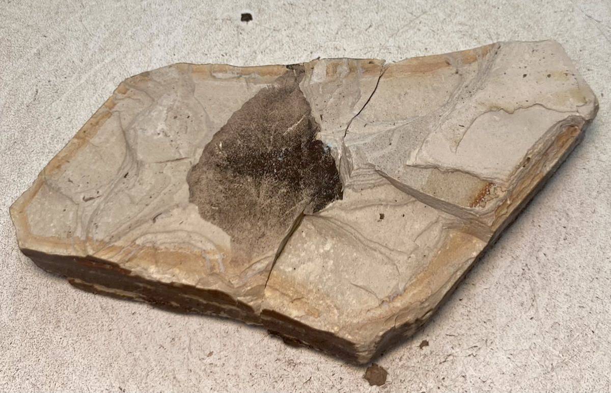 Yahoo!オークション - 中国産天然葉っぱの化石243g出物^