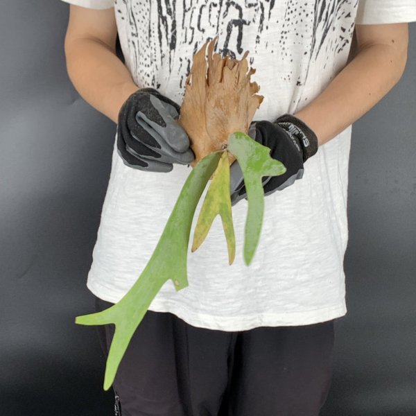 Yahoo!オークション - Y258 Platycerium willinckii ”silver” WILD