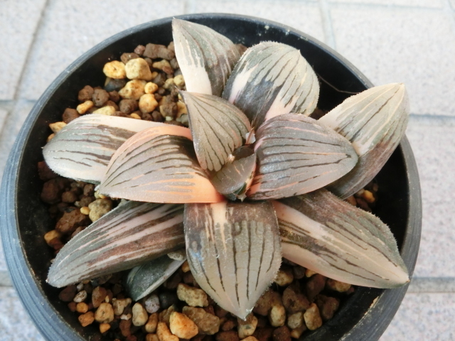 Yahoo!オークション - 多肉植物 ハオルチア・N3 夜想の森錦