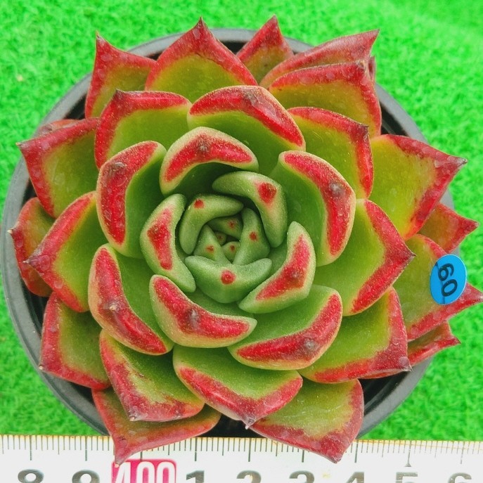 Yahoo!オークション - 0509-B060 リップスティック エケベリア 多肉植...