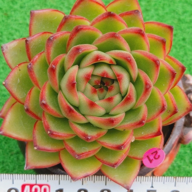 Yahoo!オークション - 0511-P321 レッドコン エケベリア 多肉植物 韓国...