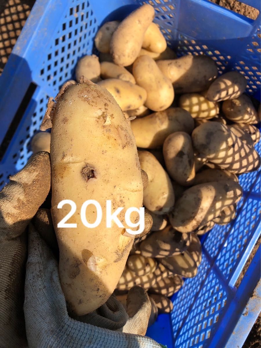 鹿児島産 じゃがいも メークイン 20kg 訳あり｜PayPayフリマ
