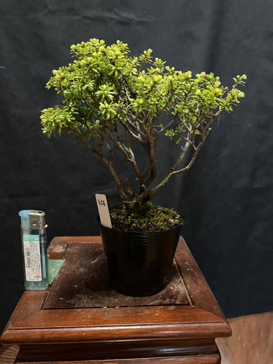 Yahoo!オークション - 米栂 小品盆栽 456