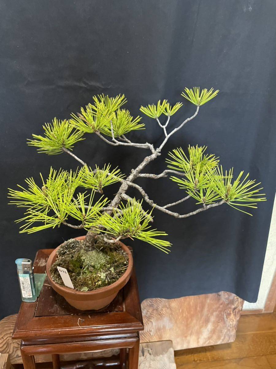 Yahoo!オークション - 赤松 盆栽 476