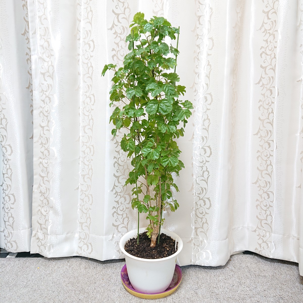 Yahoo!オークション - ポリシャス 77cm