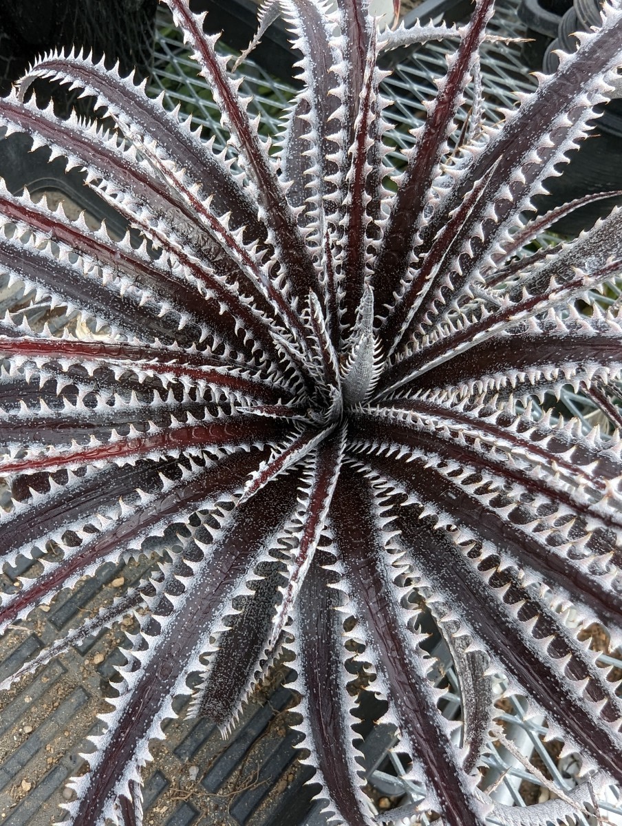 ディッキア サウスベイ Bill Baker Hybrid Dyckia southbay(アナナス)｜売買されたオークション情報、yahooの商品情報をアーカイブ公開 - オークファン ...