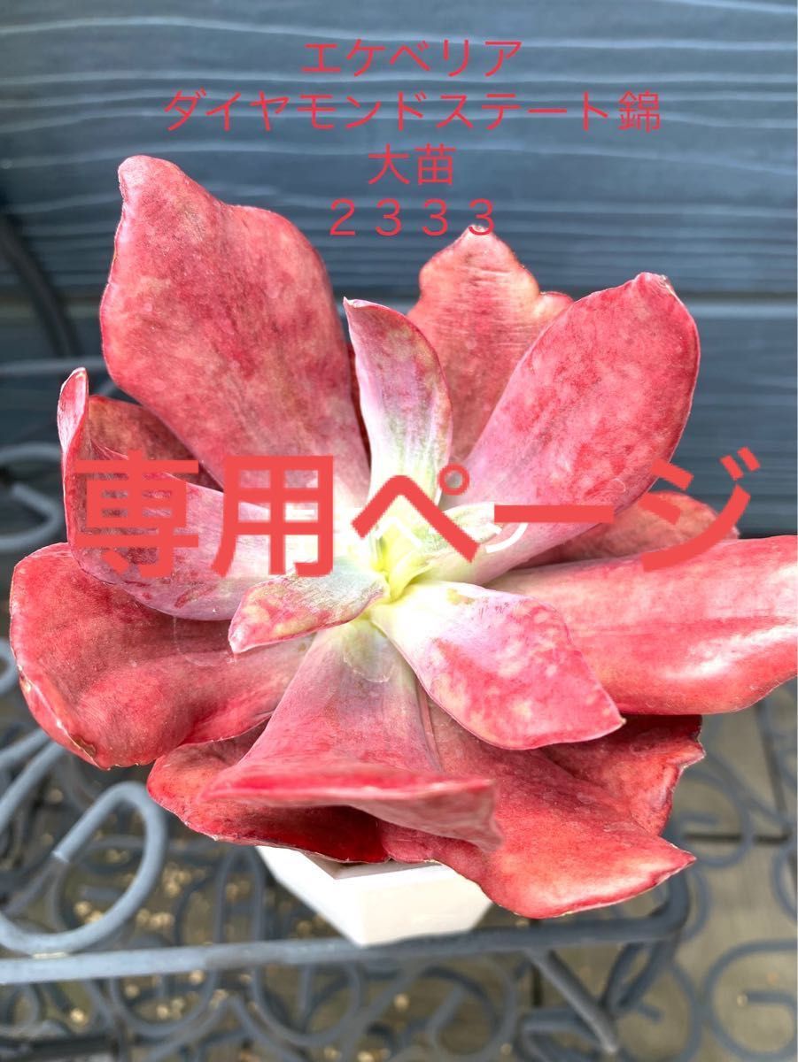ダイヤモンドステート錦 多肉植物 錦 韓国 レッド エケベリア ダイヤモンドステート錦 多肉植物 錦 韓国 レッド エケベリア