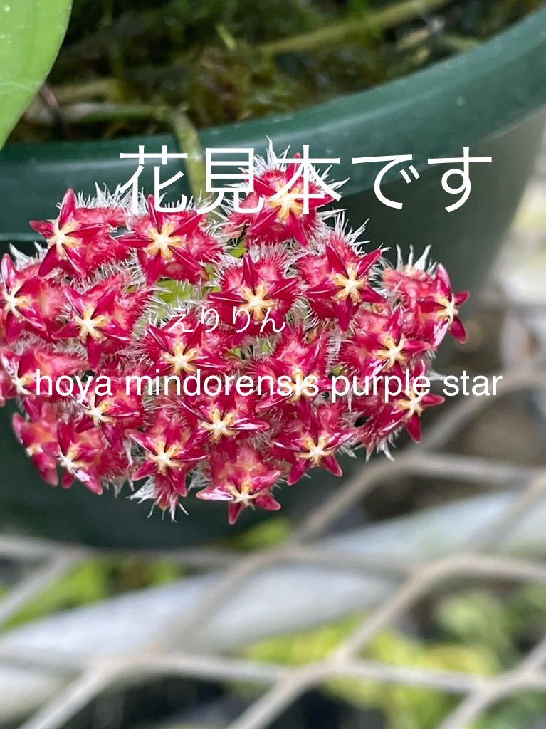 Yahoo!オークション - 0512 ホヤ hoya ミンドレンシス パープルスター ...