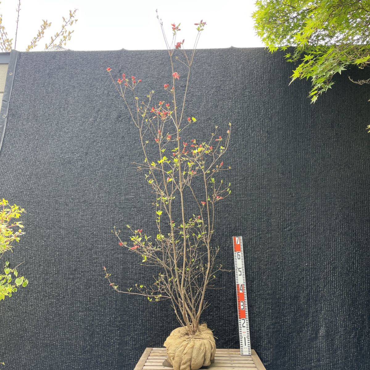 Yahoo!オークション - 山採り・ヤマツツジ/大株立ち【品番1665】庭木・...