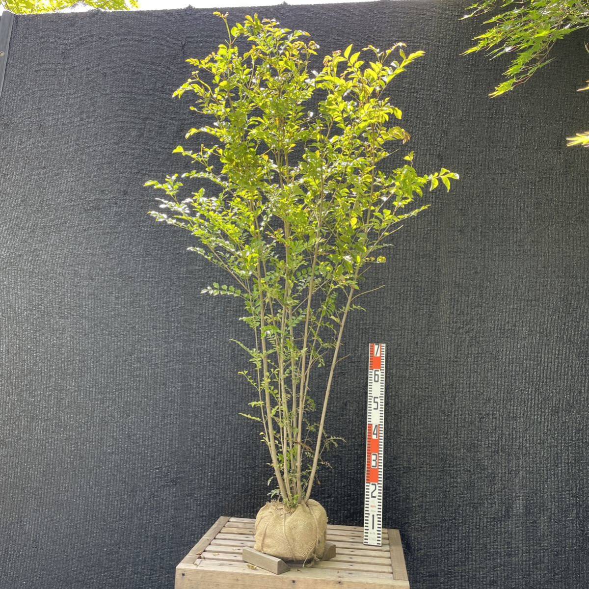 Yahoo!オークション - シマトネリコ・大株/株立ち【品番1695】庭木・植...