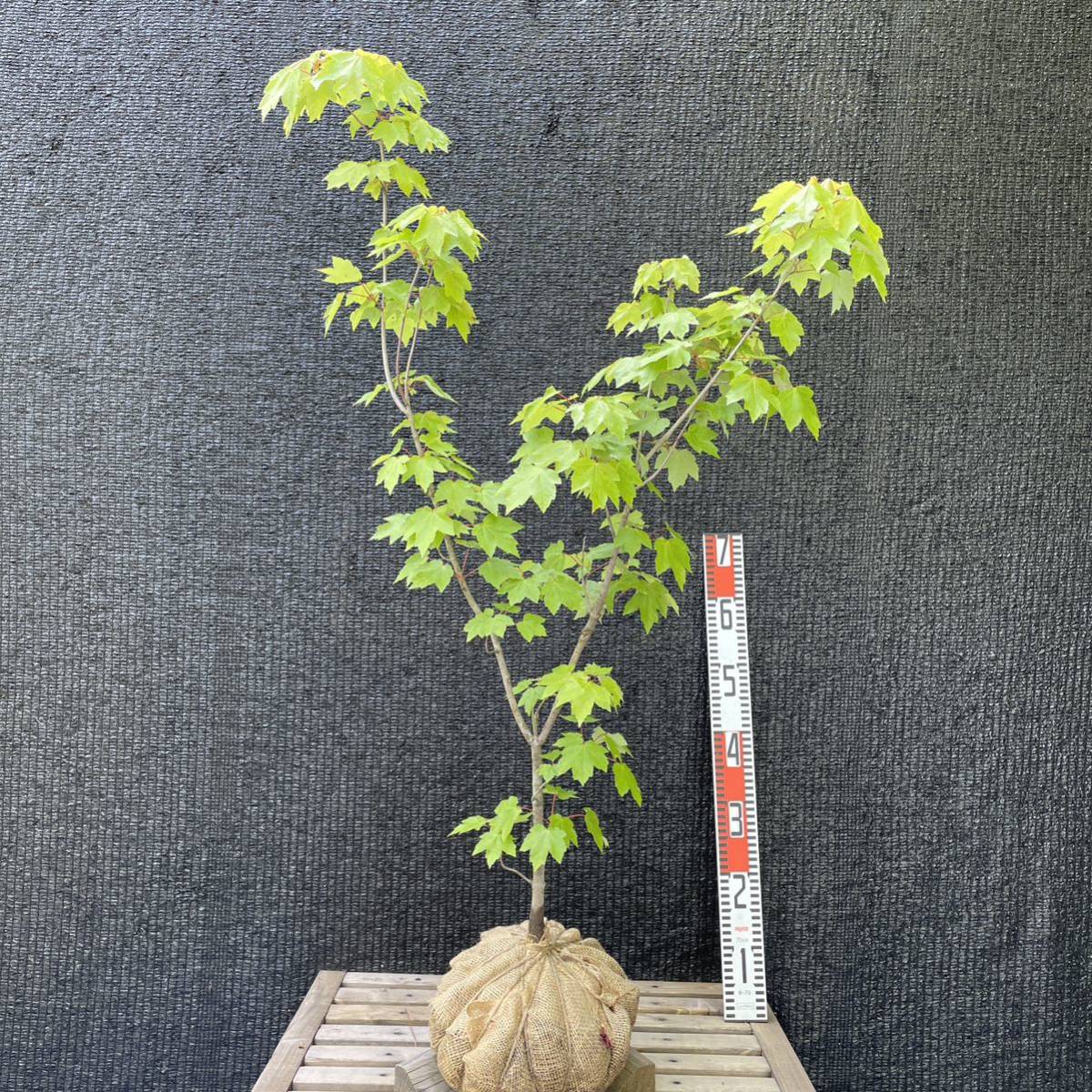 Yahoo!オークション - アメリカハナノキ【品番1710】庭木・植木・鉢植...