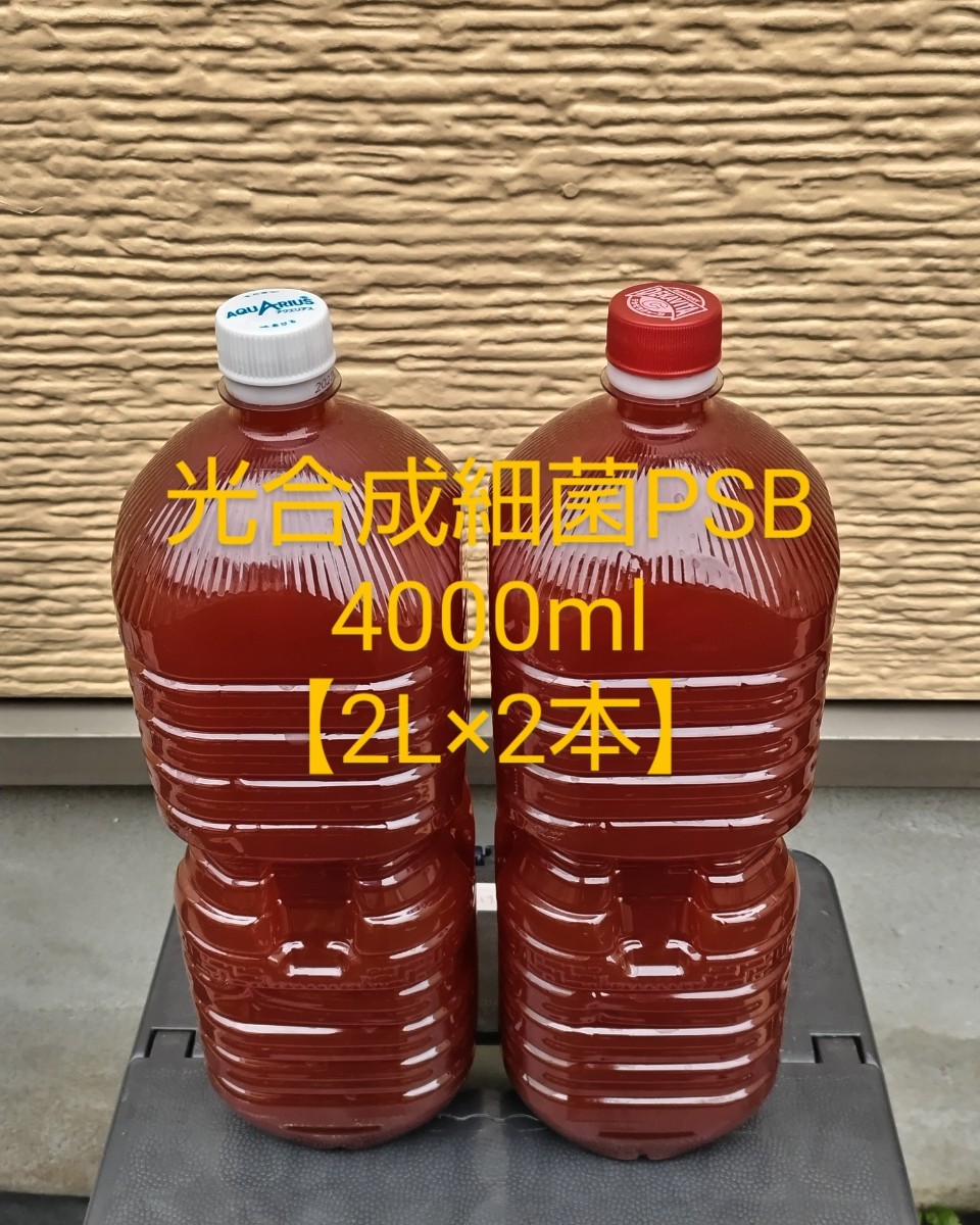 Yahoo!オークション - 光合成細菌PSB（自家培養）4000ml【めだか_はむ...