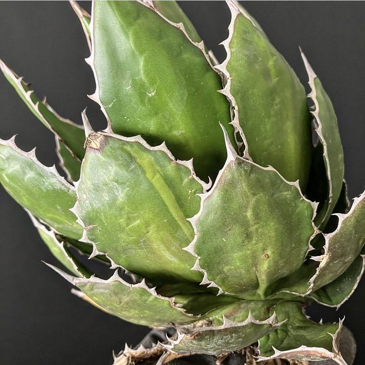 Yahoo!オークション - hp 113 アガベ ホリダ osp育成株 w約15cm