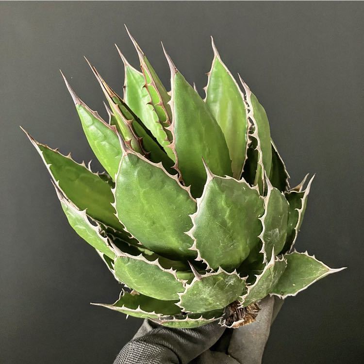 Yahoo!オークション - hp 113 アガベ ホリダ osp育成株 w約15cm