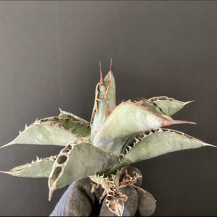 Yahoo!オークション - hp 65 アガベ チタノタ ブルー osp育成株 w約13c...