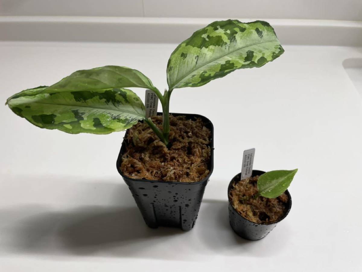 Yahoo!オークション - Aglaonema pictum " Castle(キャッスル)"