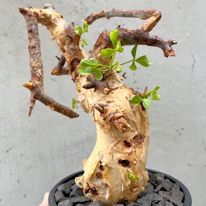 発根済】commiphora katafソマリア産 コミフォラ ピュア カタフ 発根済】commiphora katafソマリア産 コミフォラ ピュア カタフ