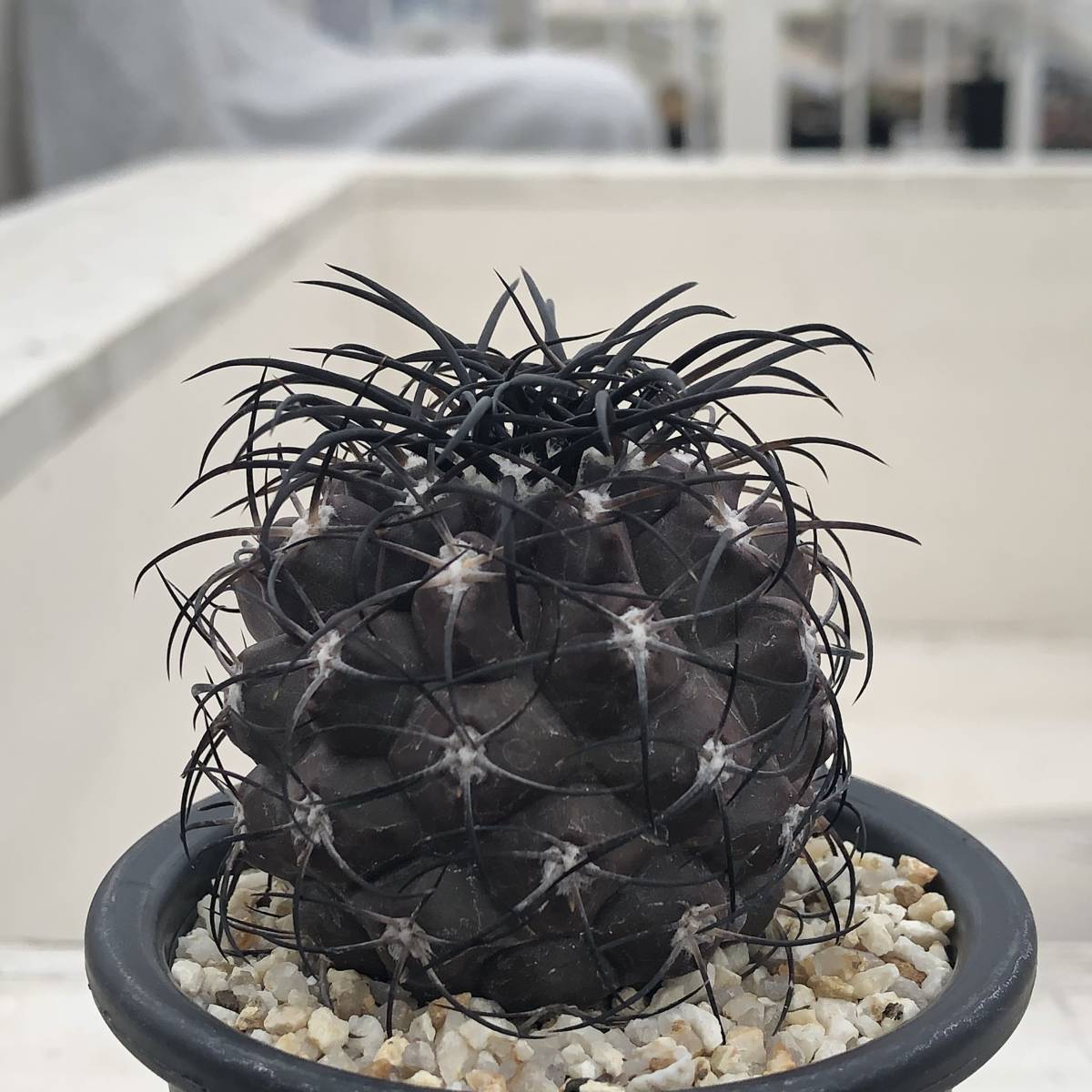① コピアポア グリセオビオラセア Copiapoa griseoviolacea ① コピアポア グリセオビオラセア Copiapoa griseoviolacea