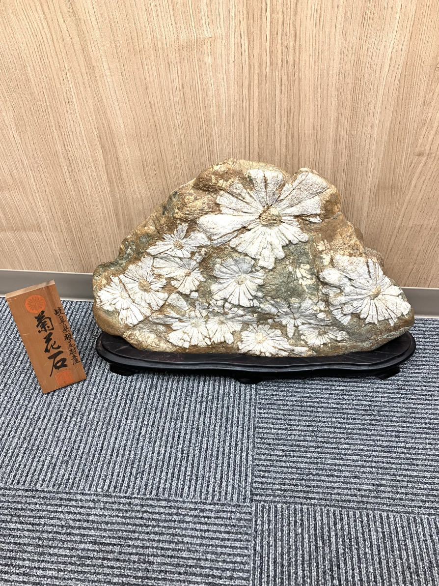 Yahoo!オークション - 「2595」岐阜県根尾村産 菊花石 梅花石 鑑賞石 ...