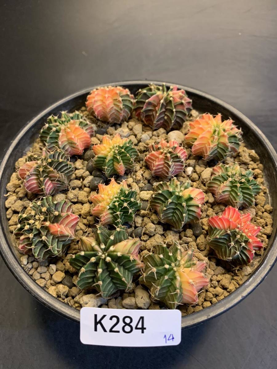 Yahoo!オークション - K284 同梱可 ギムノカリキウム ハイブリット Gym...