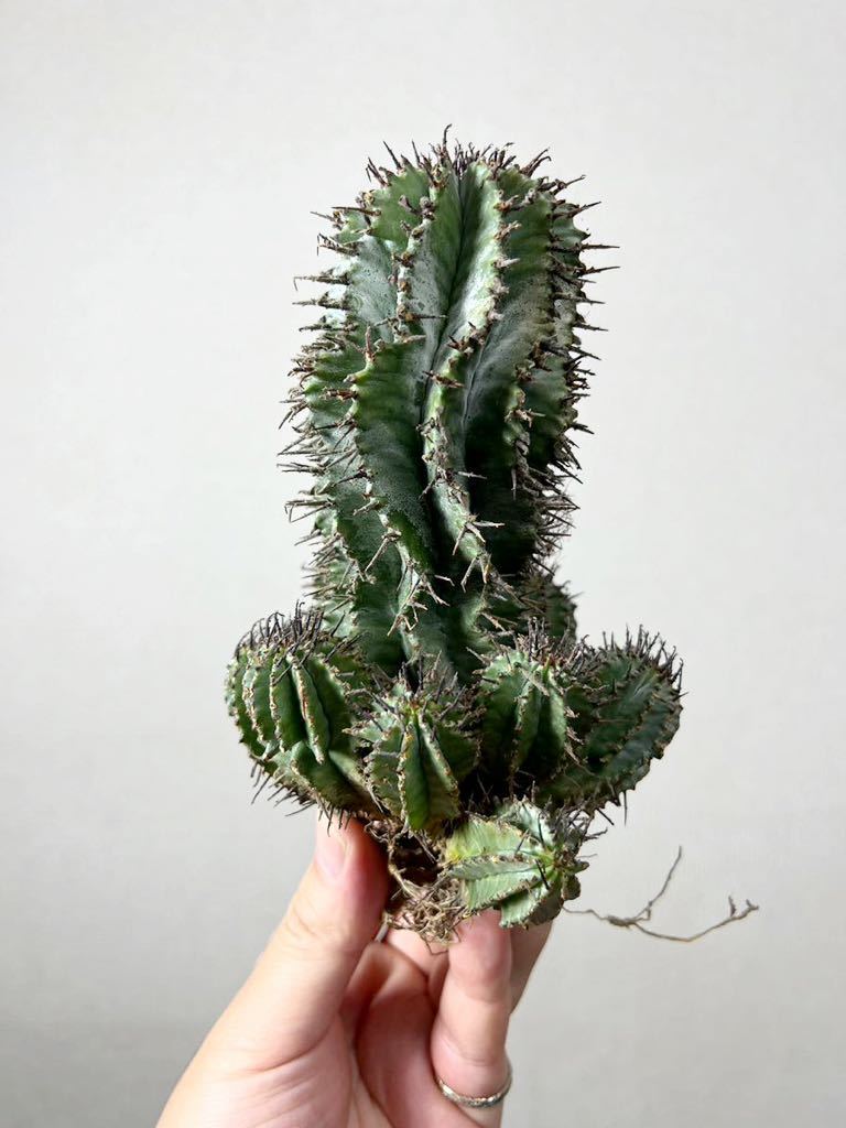 Yahoo!オークション - B96. Euphorbia horrida ユーフォルビア ホリダ ...