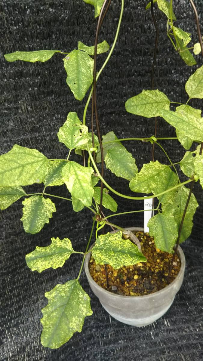 山野草 斑入り アケビ ミツバアケビ 散り斑 接ぎ木 20 鉢植え 山野草 斑入り アケビ ミツバアケビ 散り斑 接ぎ木 20 鉢植え
